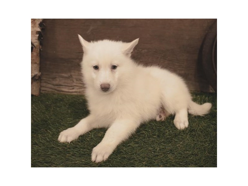 Pomsky Puppy Cream ID:10442 Located at Petland Henderson, Nevada