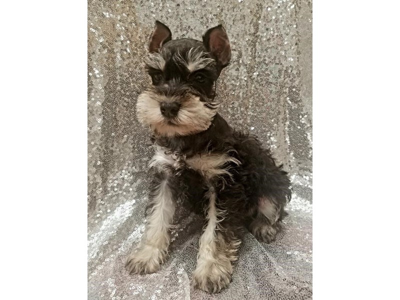 Miniature Schnauzer Puppy Black / Tan ID:10528 Located at Petland ...