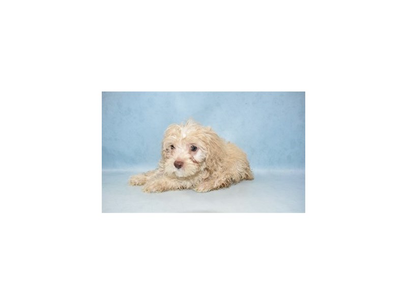 Cockapoo Puppy Cream ID:10575 Located at Petland Henderson, Nevada