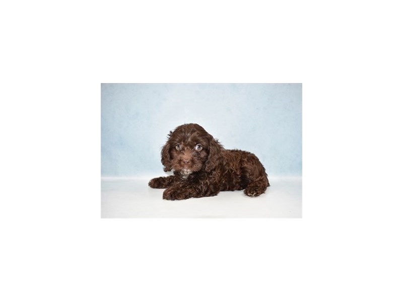 Cockapoo Puppy Red Roan ID:12475 Located at Petland Henderson, Nevada
