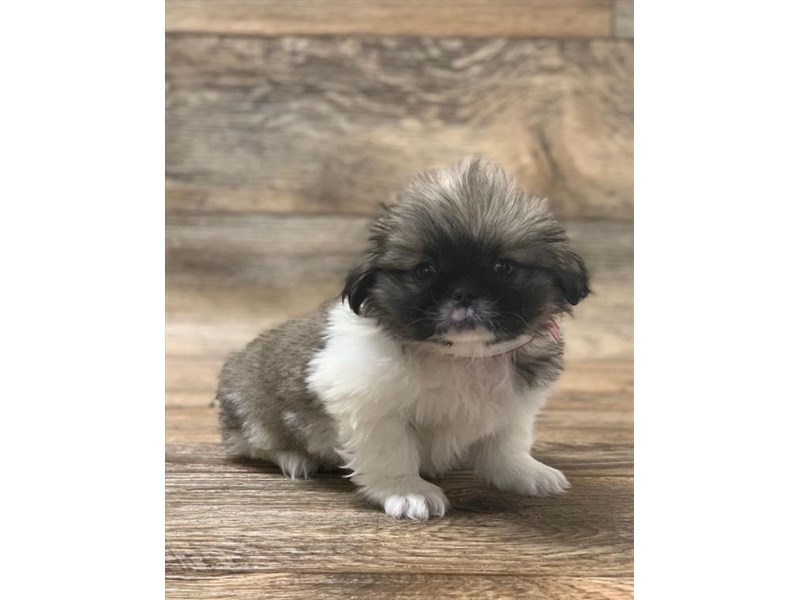 Pekingese Puppy Fawn Sable ID:10682 Located at Petland Henderson, Nevada
