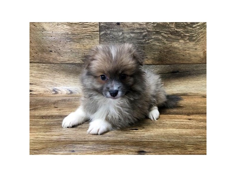 Pomeranian Puppy Blue Sable ID:10732 Located at Petland Henderson, Nevada