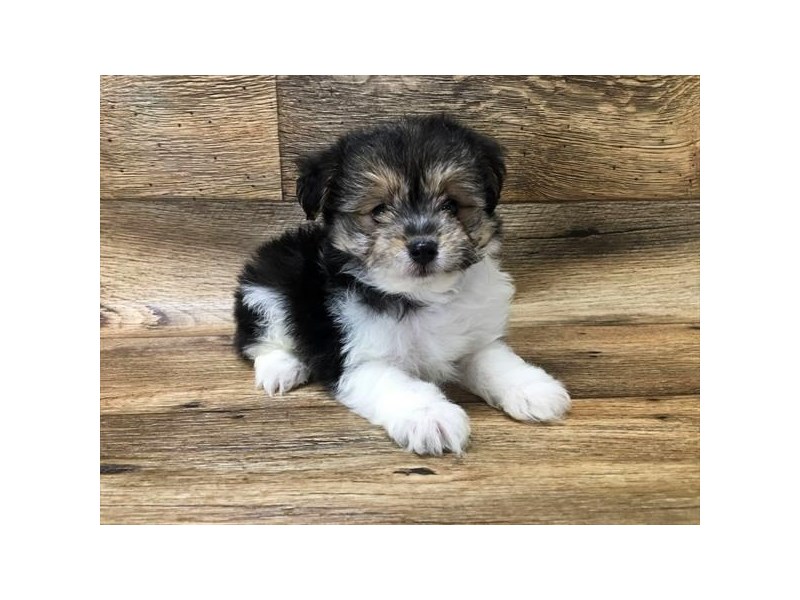 Pomapoo Puppy Black / Tan ID:10737 Located at Petland Henderson, Nevada