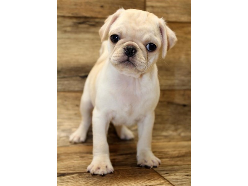 Pug-DOG-Male-Cream-2775541-Petland Henderson, Nevada