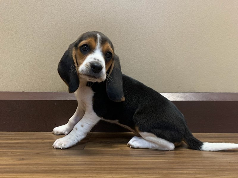Beagle Puppy Tri-Colored ID:11285 Located at Petland Henderson, Nevada