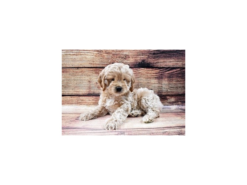 Cockapoo Puppy Red Roan ID:12475 Located at Petland Henderson, Nevada