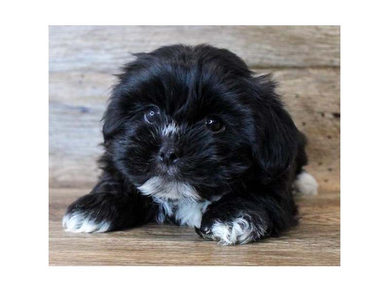 Lhasa Apso Puppy Black ID:11424 Located at Petland Henderson, Nevada