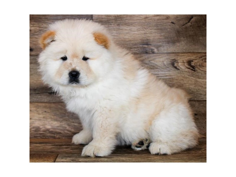 Cream Chow Chow Puppy