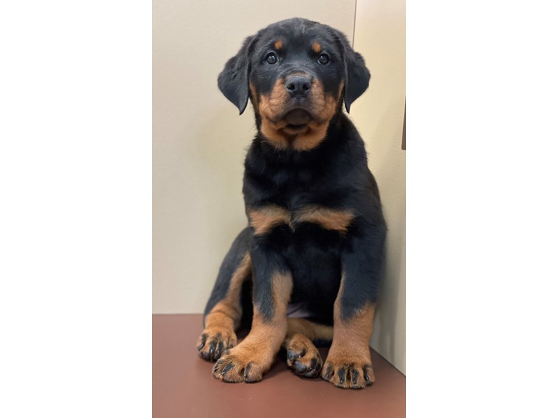 Rottweiler Puppy Black / Rust ID:11524 Located at Petland Henderson, Nevada