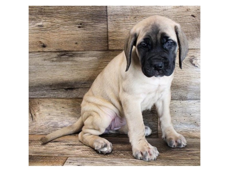 Fawn American Mastiff