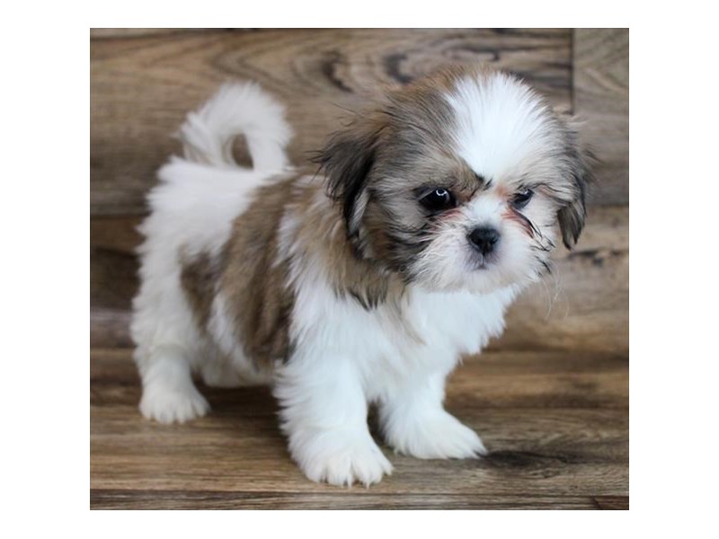 Shih Tzu-DOG-Male-Gold / White-3069121-Petland Henderson, Nevada