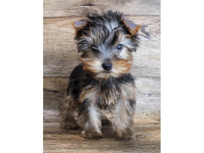 Yorkshire Terrier-DOG-Male-Blue / Tan-3101844-Petland Henderson, Nevada