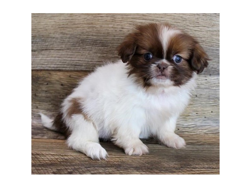 Pekingese Puppy Chocolate Sable ID:11683 Located at Petland Henderson ...
