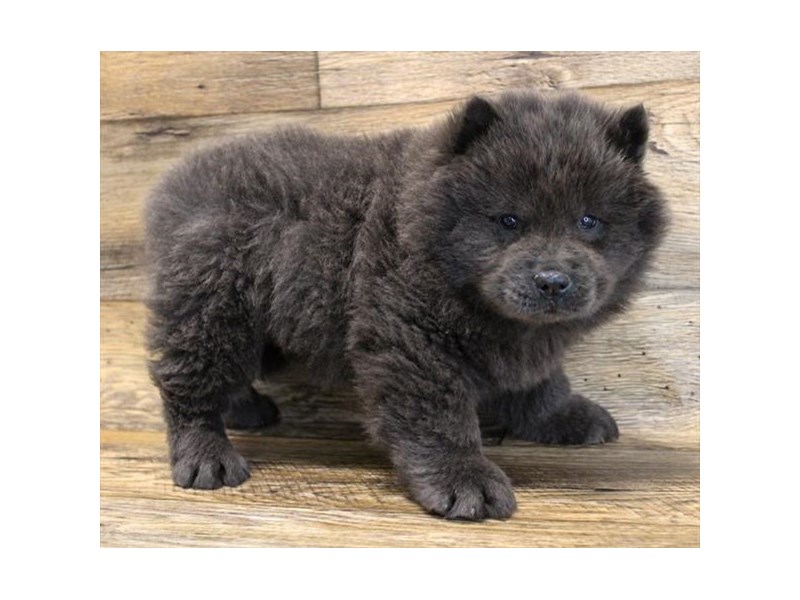 Chow Chow Blue