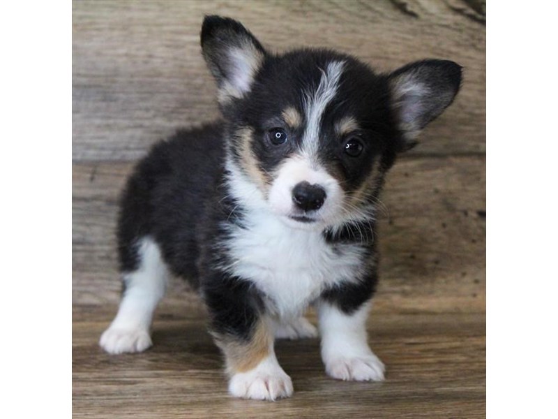 Pembroke Welsh Corgi-DOG-Female-Black Tan / White-3155035-Petland ...