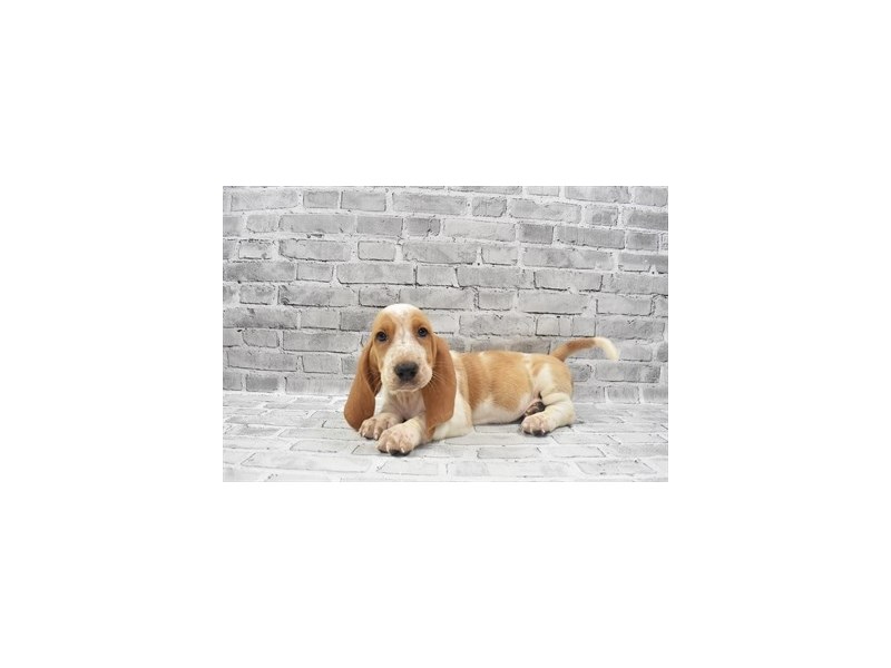 Basset Hound Puppy Lemon and White ID:11831 Located at Petland ...