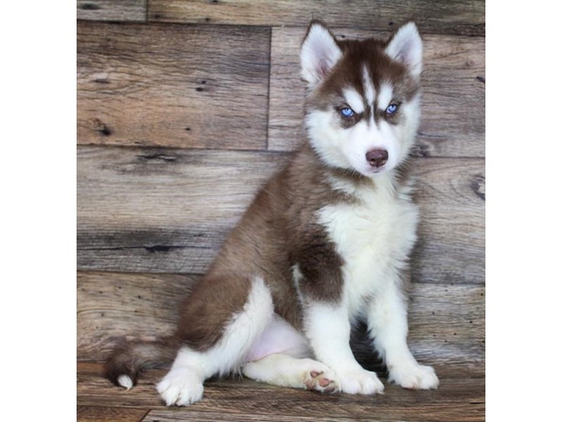 Siberian Husky-DOG-Female-Red / White-3268212-Petland Henderson, Nevada
