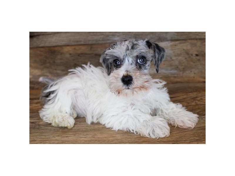 Schnoodle Puppy Blue Merle ID:12008 Located at Petland Henderson, Nevada