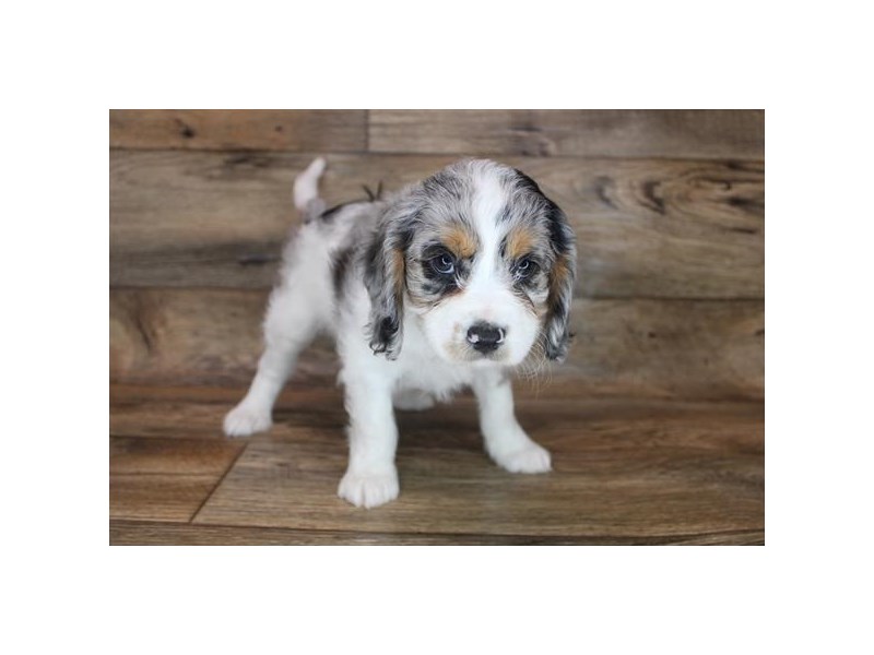 Cavapoo Puppy Blue Merle / Tan ID:12081 Located at Petland Henderson ...