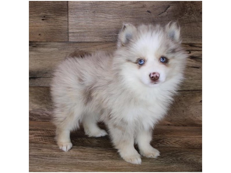 Pomsky Puppy Chocolate Merle ID:12082 Located at Petland Henderson, Nevada