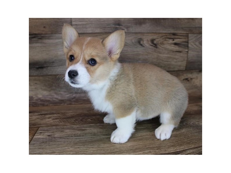 Pembroke Welsh Corgi Puppy Sable / White ID:12097 Located at Petland ...