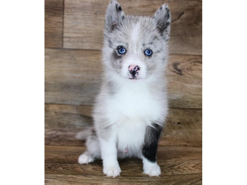 Pomsky Puppy Blue Merle ID:12112 Located at Petland Henderson, Nevada