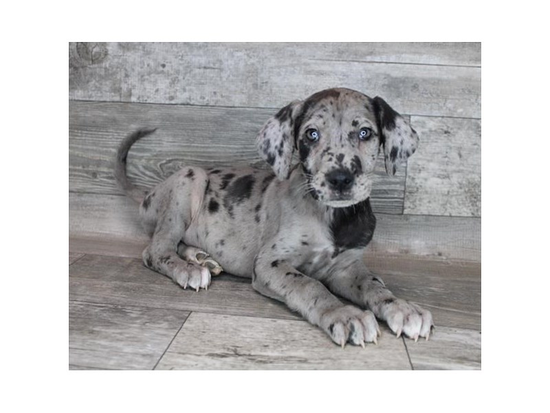 Great Dane Puppy Blue Merle ID:12167 Located at Petland Henderson, Nevada
