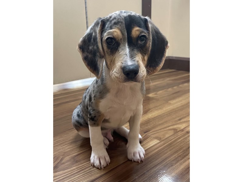 Beagle Puppy Blue Merle / White ID:12205 Located at Petland Henderson ...