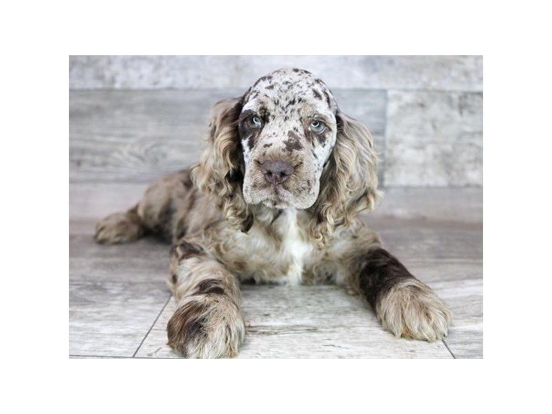 Merle Cocker Spaniel