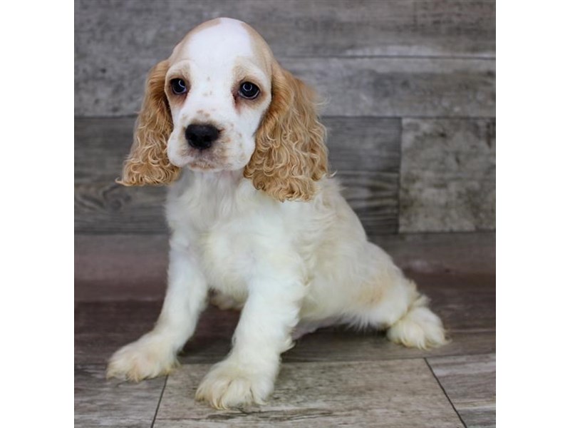 Cocker Spaniel Puppy Buff / White ID:12428 Located at Petland Henderson ...