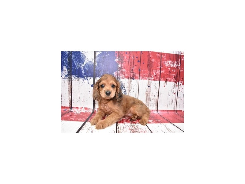 Cockapoo Puppy Red Roan ID:12475 Located at Petland Henderson, Nevada
