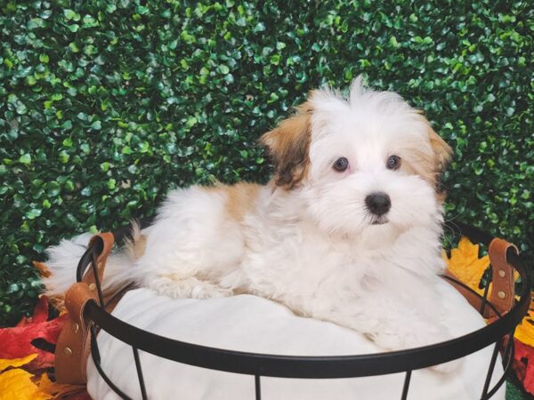 Havanese-Dog-Male-Fawn-3887264-Petland Henderson, Nevada