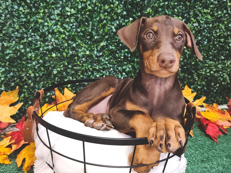 Red Doberman Puppies