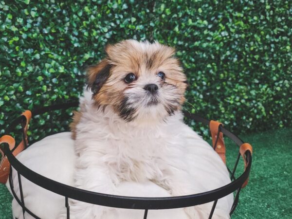 Lhasa Apso-DOG-Male-Red Gold-2641261-Petland Henderson, Nevada