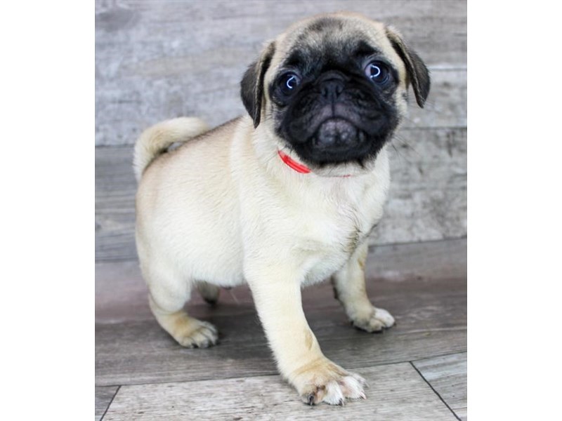 Pug Small Animal Fawn ID:12742 Located at Petland Henderson, Nevada