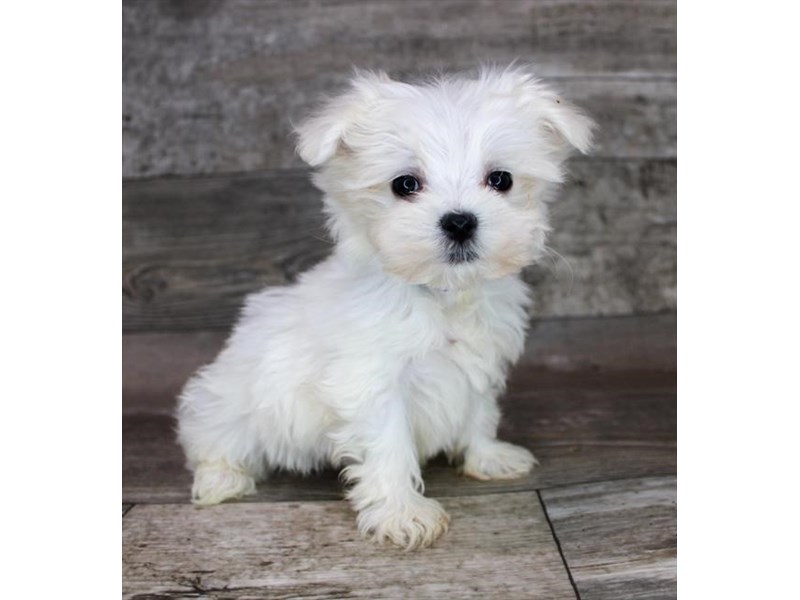 Maltese-DOG-Male-White-3689626-Petland Henderson, Nevada