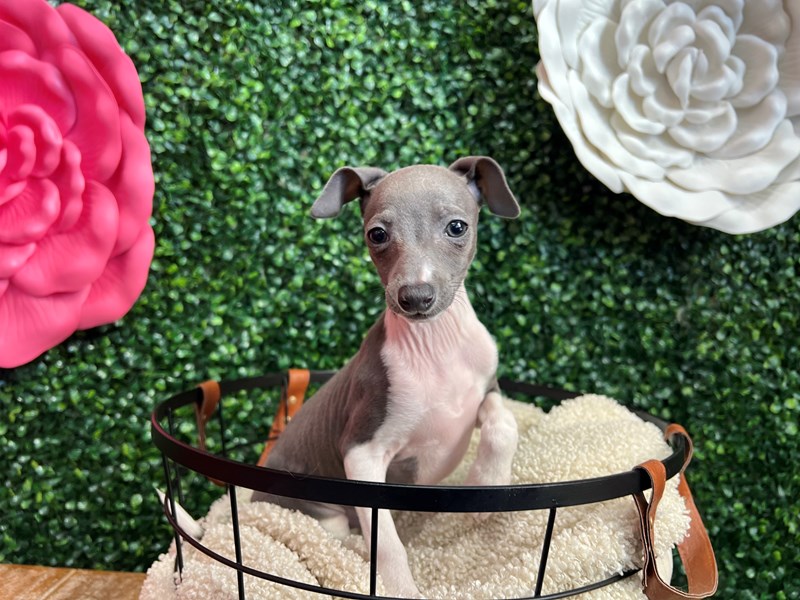 Italian Greyhound - Breed Info - Petland Henderson, Nevada