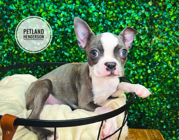 Available Pets - Petland Henderson, Nevada