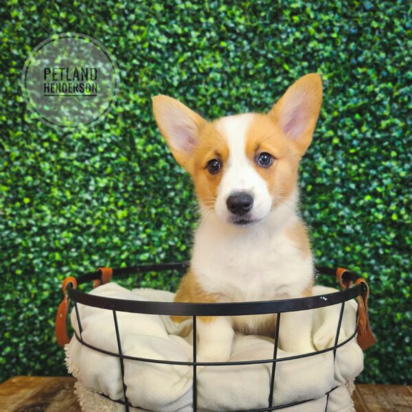 Pembroke Welsh Corgi Small Animal Sable / White ID:12627 Located at ...