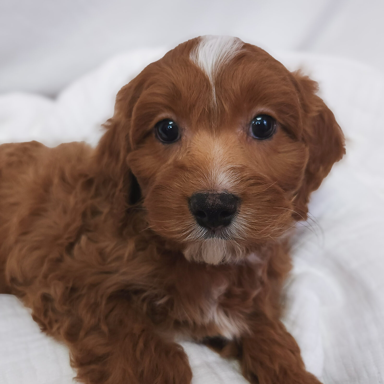 Petland Henderson, Nevada - Buy Puppies, Pet Supplies & Food