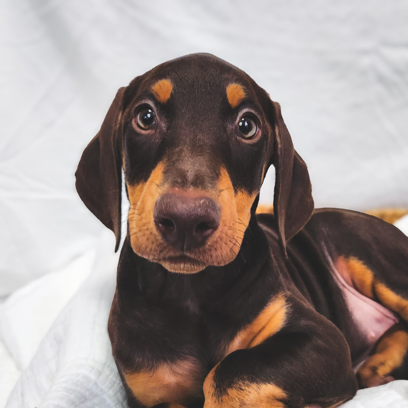 Petland Henderson, Nevada - Buy Puppies, Pet Supplies & Food