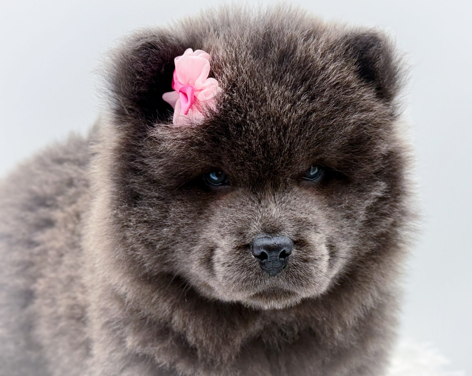 Chow Chow Puppy Gray ID: 14452 Located at Petland Henderson, Nevada